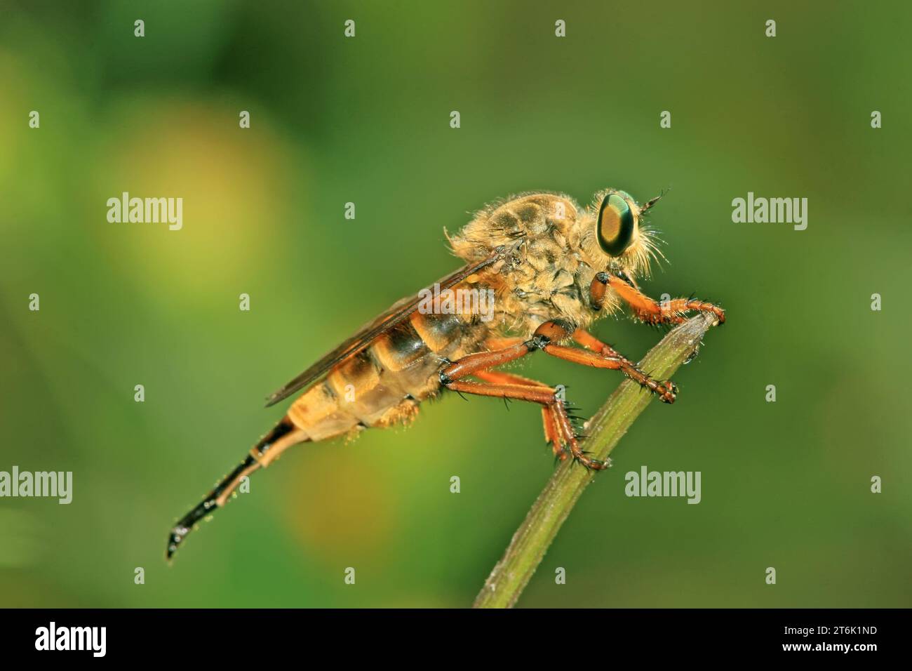 Tabanidae macro diptera hi-res stock photography and images - Alamy