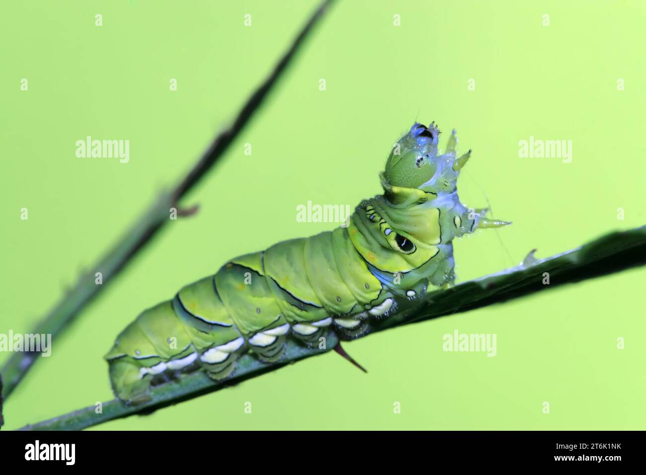 a kind of insects larvae named papilionidae Stock Photo - Alamy