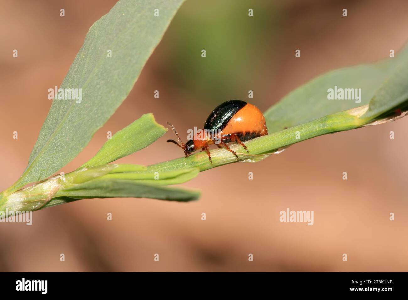 Jinhua insects hi-res stock photography and images - Alamy
