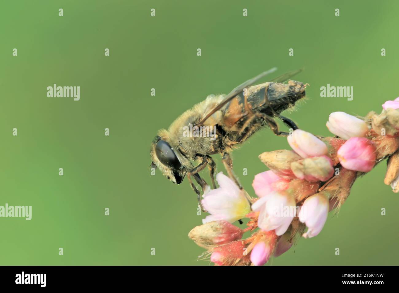 a kind of insects named syrphidae Stock Photo - Alamy