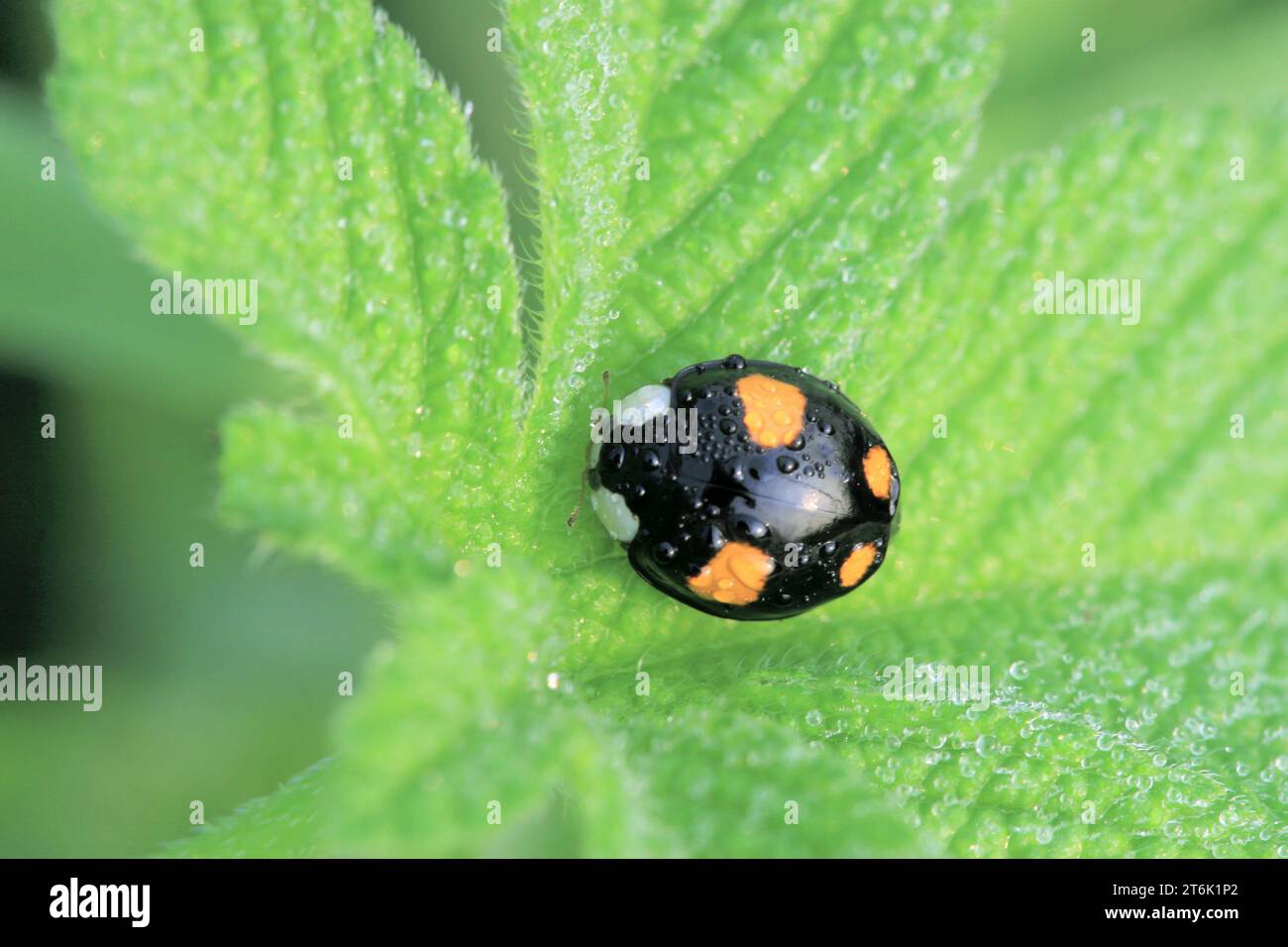 Taxonomy of insects hi-res stock photography and images - Alamy