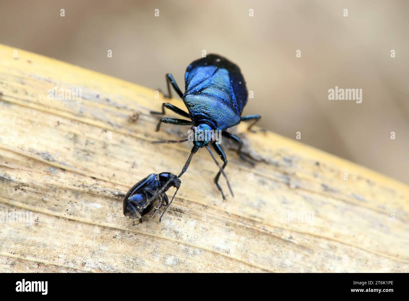 a kind of insects named stinkbug Stock Photo - Alamy