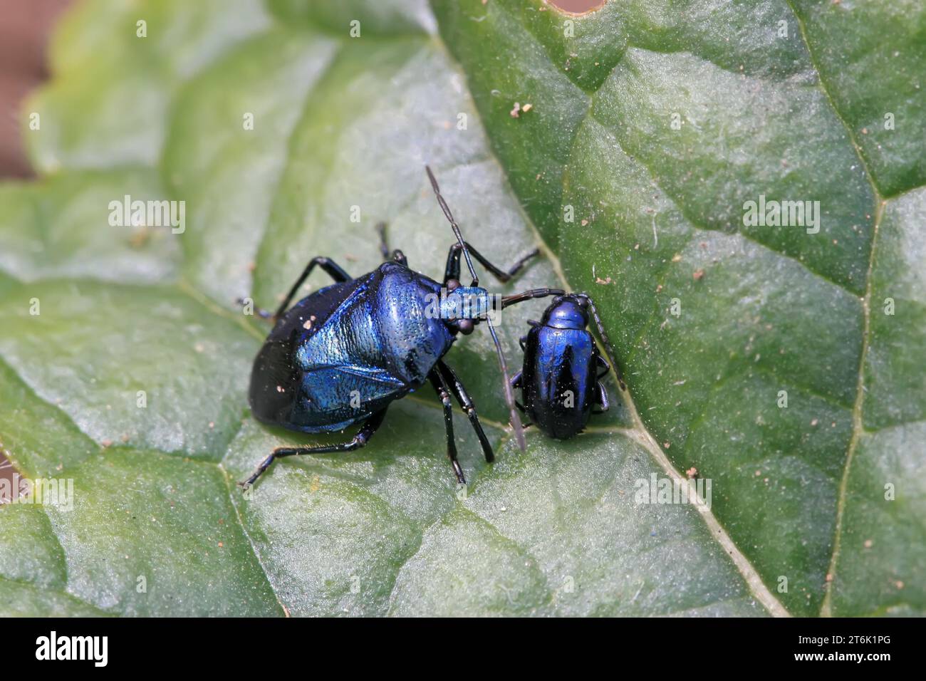 a kind of insects named stinkbug Stock Photo - Alamy