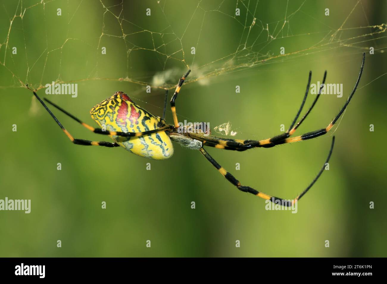 Insect predation details hi-res stock photography and images - Alamy