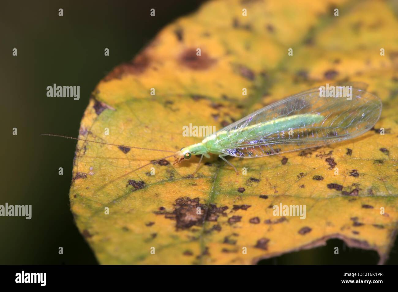 Pulse homopteran hi-res stock photography and images - Alamy