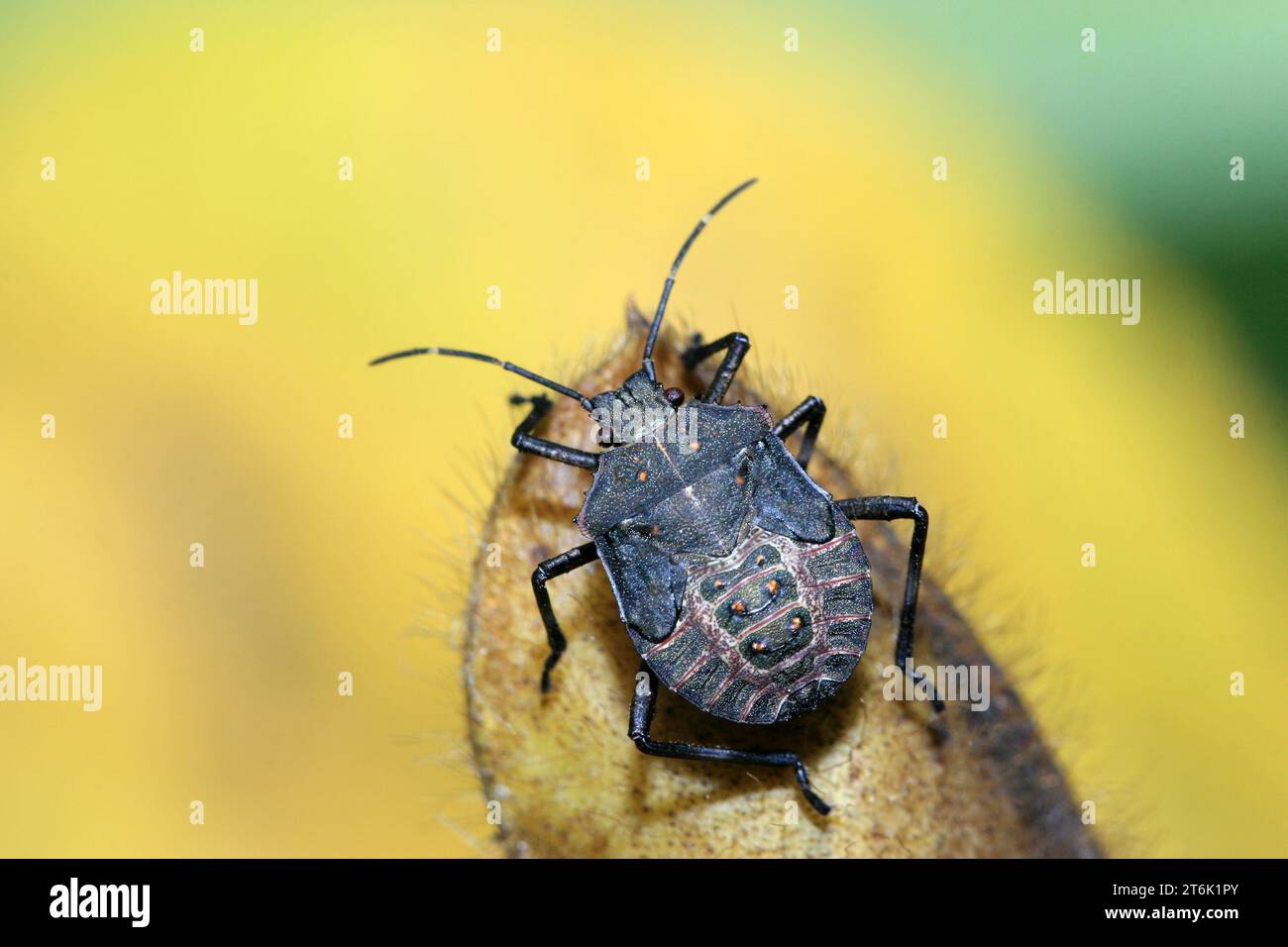 a kind of insects stinkbug Stock Photo - Alamy