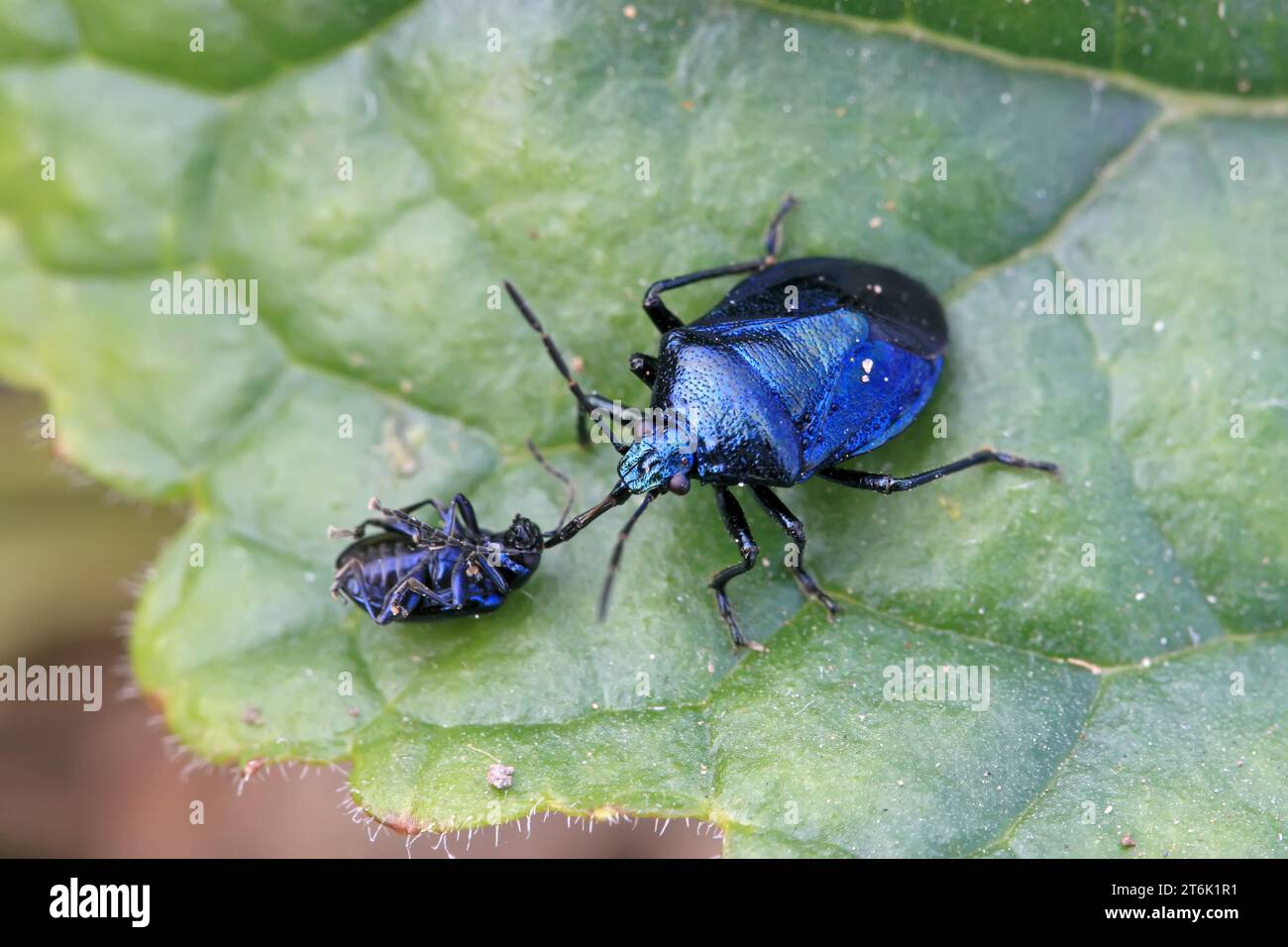 a kind of insects named stinkbug Stock Photo - Alamy