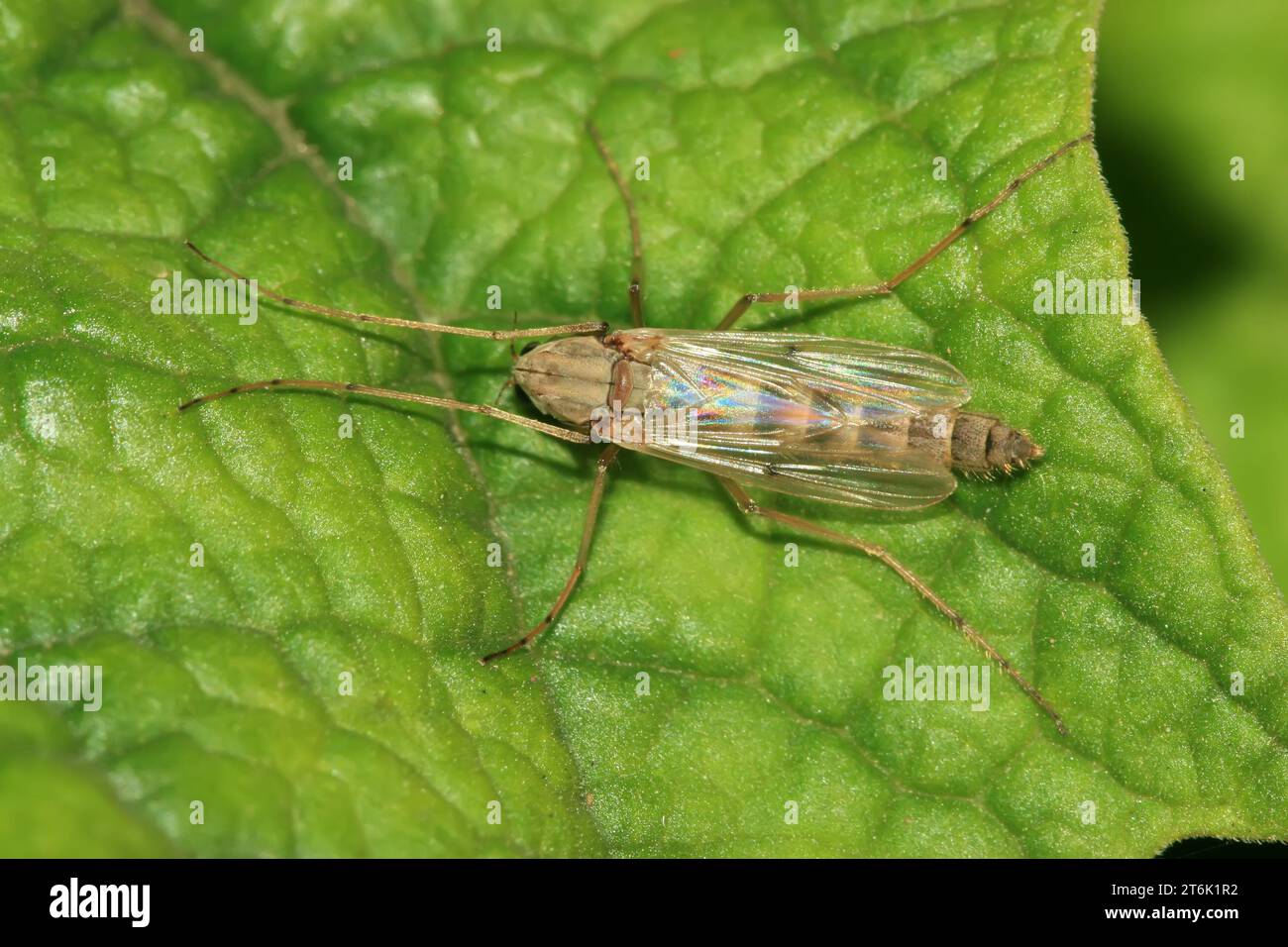 a kind of insects named mosquito Stock Photo - Alamy