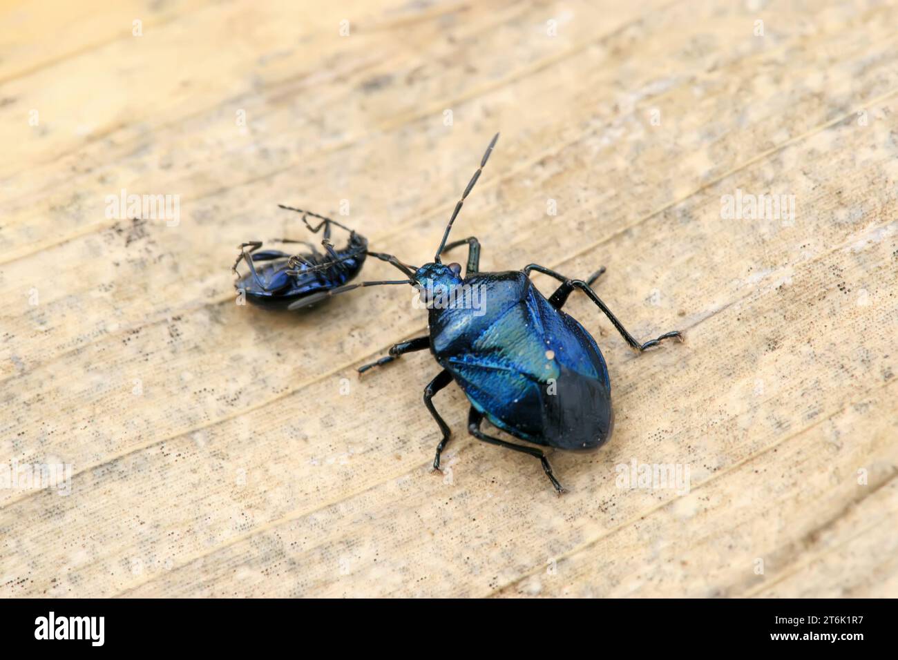 a kind of insects named stinkbug Stock Photo - Alamy