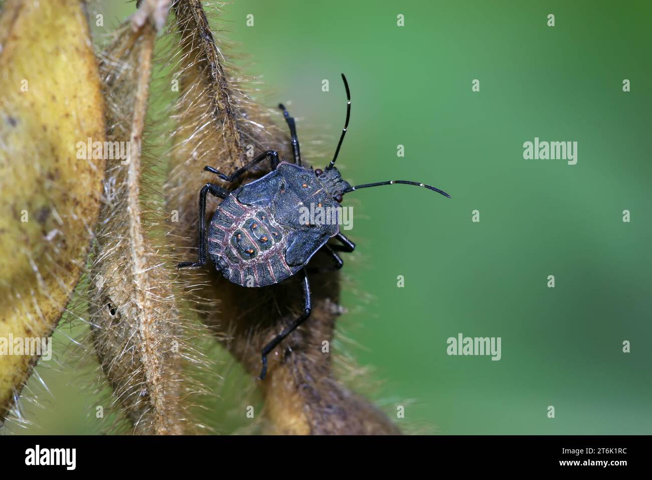 a kind of insects stinkbug Stock Photo - Alamy