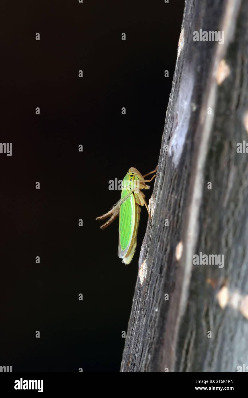 Homoptera hi-res stock photography and images - Alamy