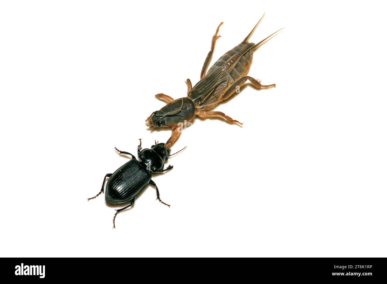 two kinds of insects are fighting Stock Photo - Alamy