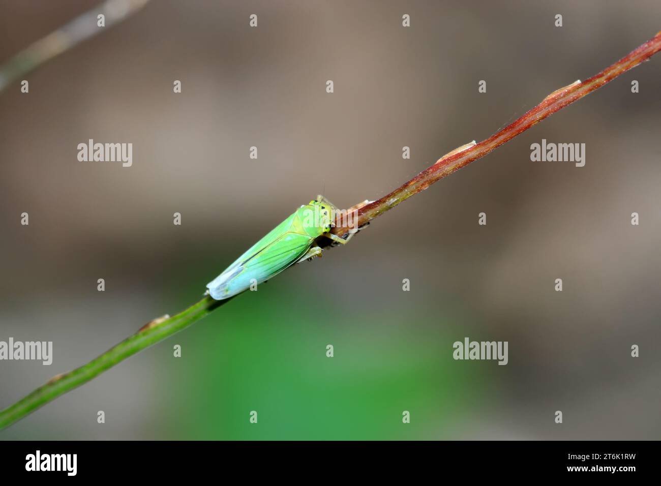Homoptera hi-res stock photography and images - Alamy