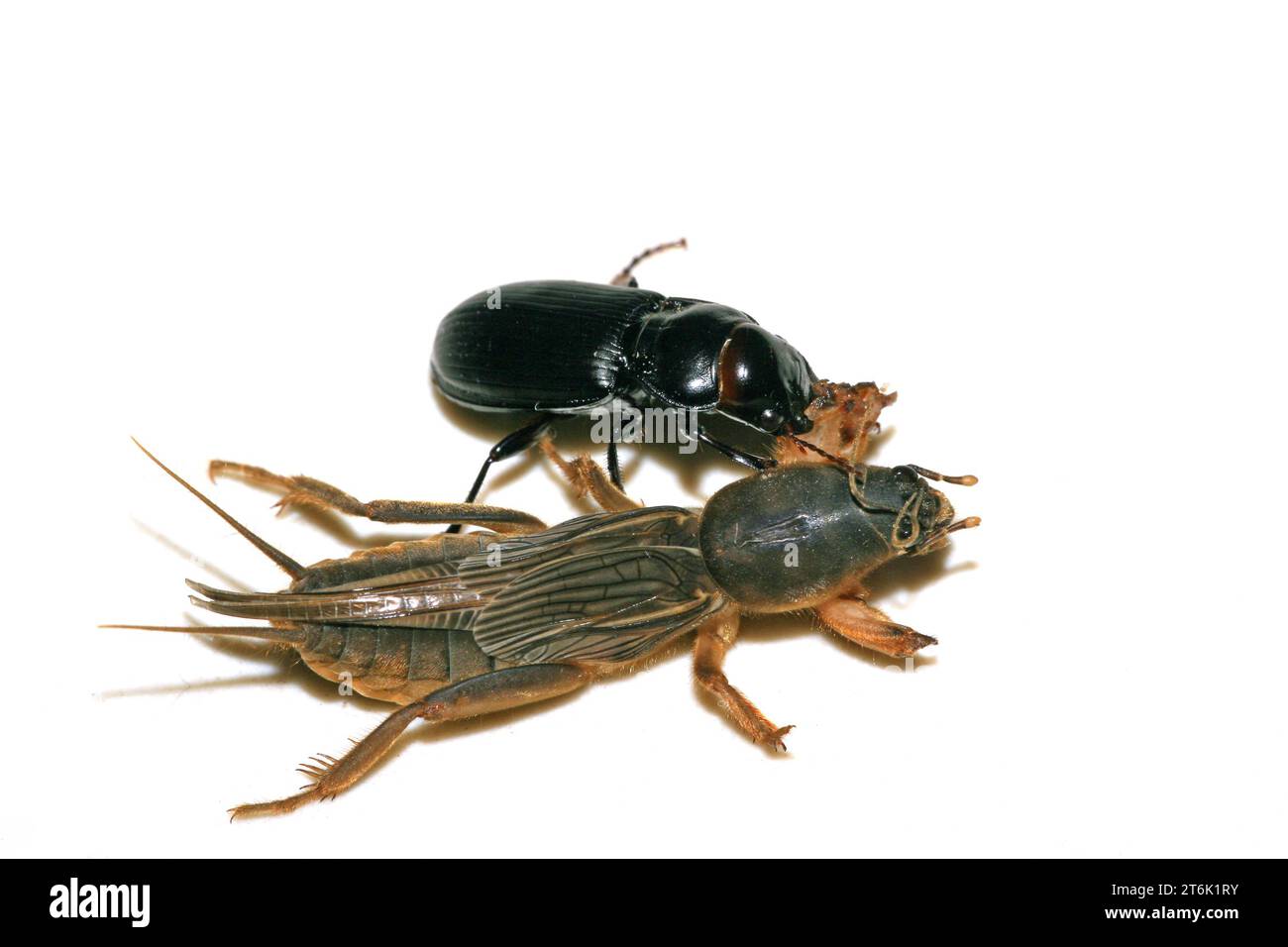 two kinds of insects are fighting Stock Photo - Alamy