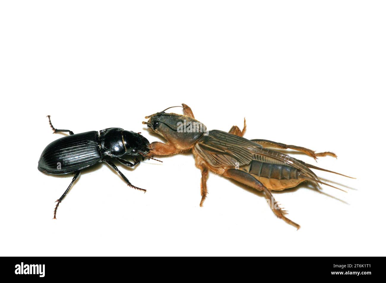 two kinds of insects are fighting Stock Photo - Alamy
