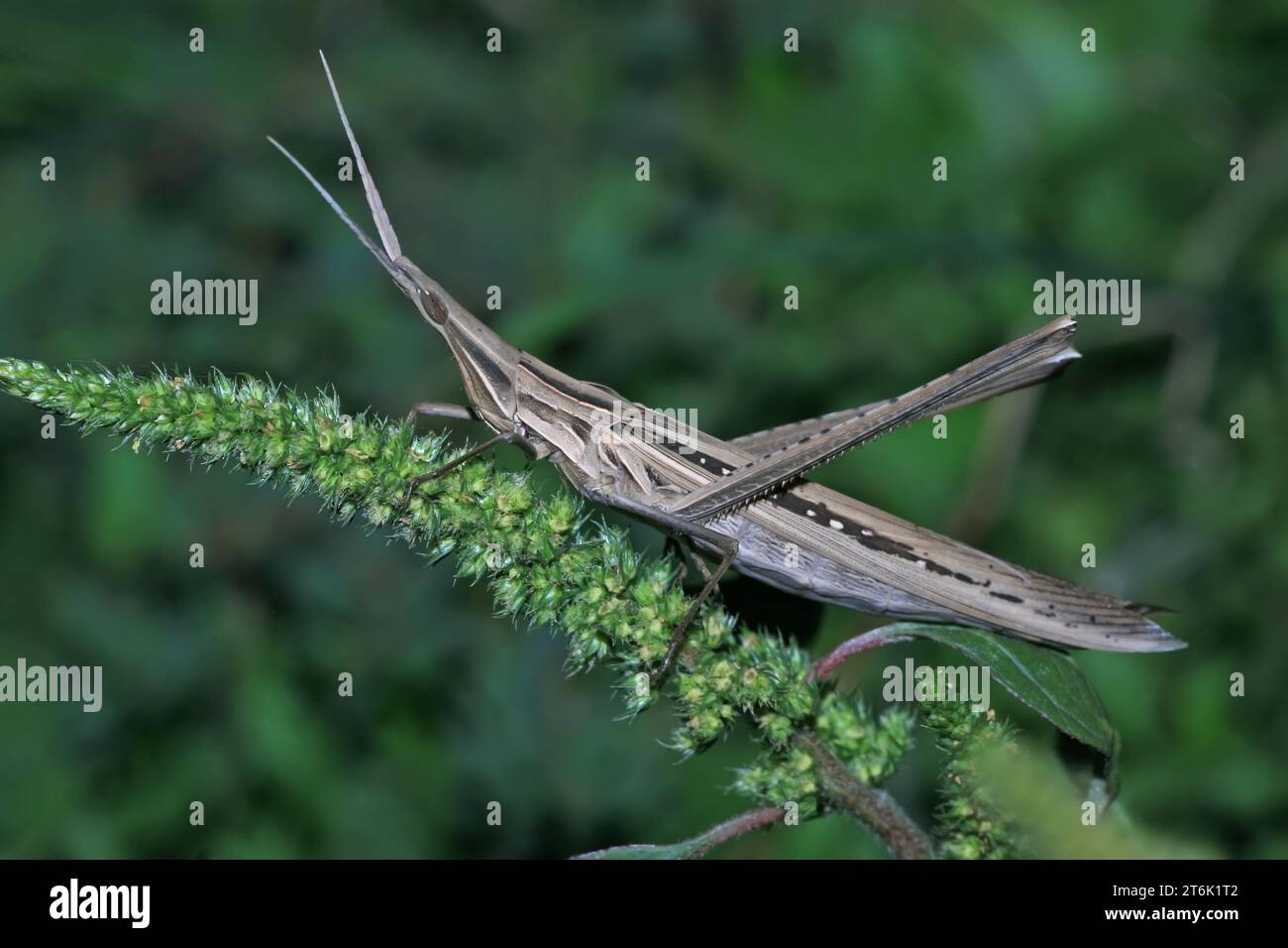 Orthoptera insects hi-res stock photography and images - Alamy