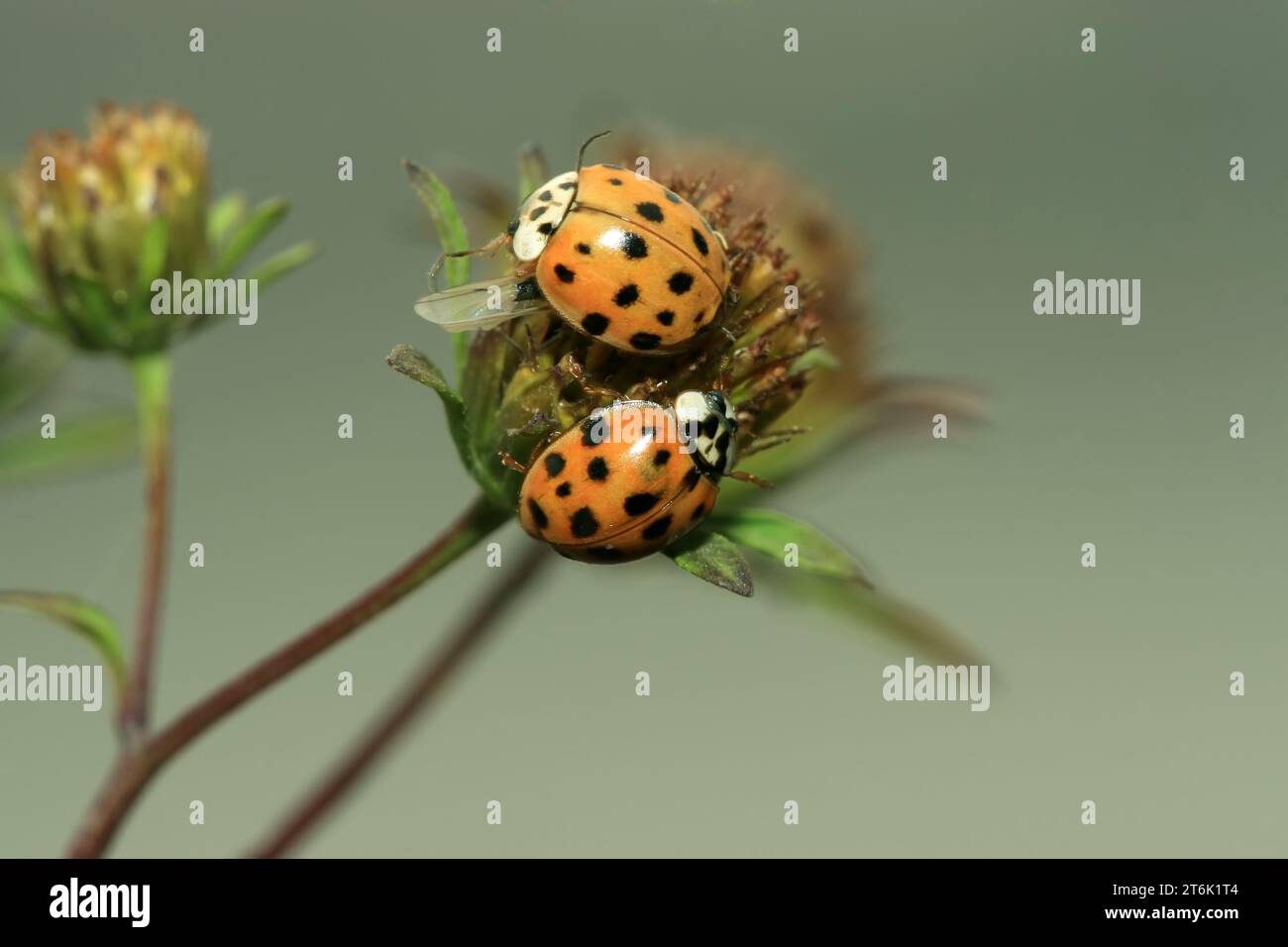 a kind of insects named ladybug Stock Photo - Alamy