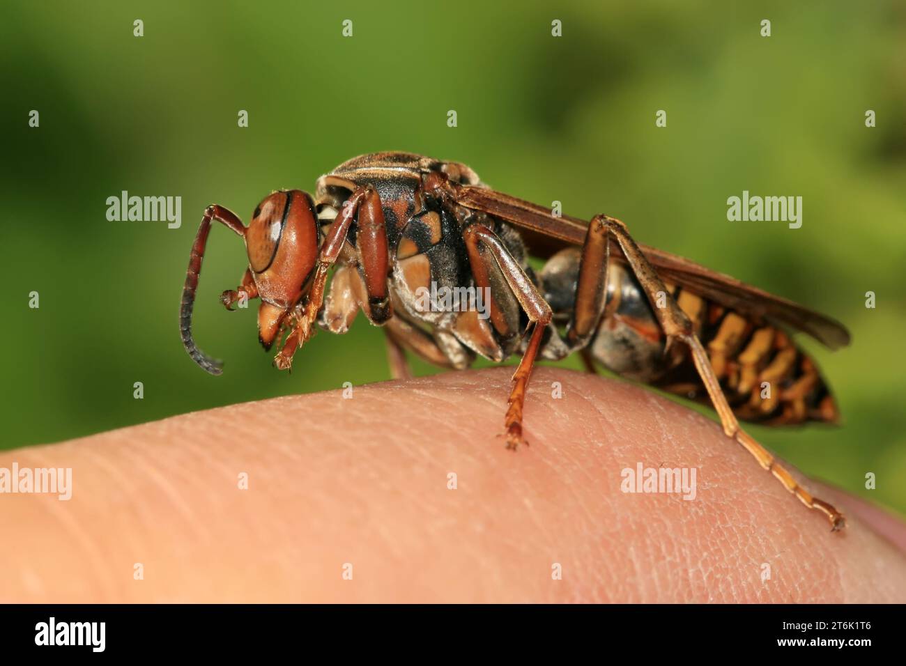Sha bee hi-res stock photography and images - Alamy