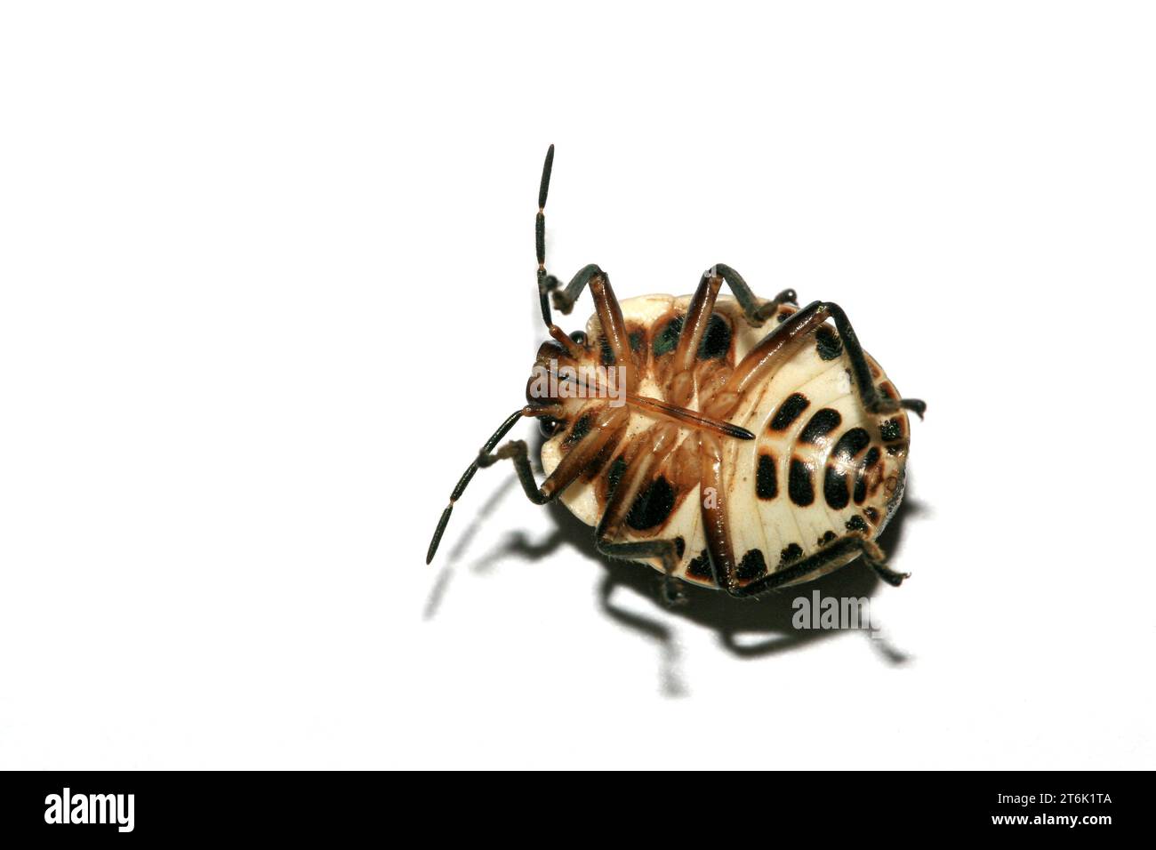 a kind of insects named stinkbug Stock Photo - Alamy