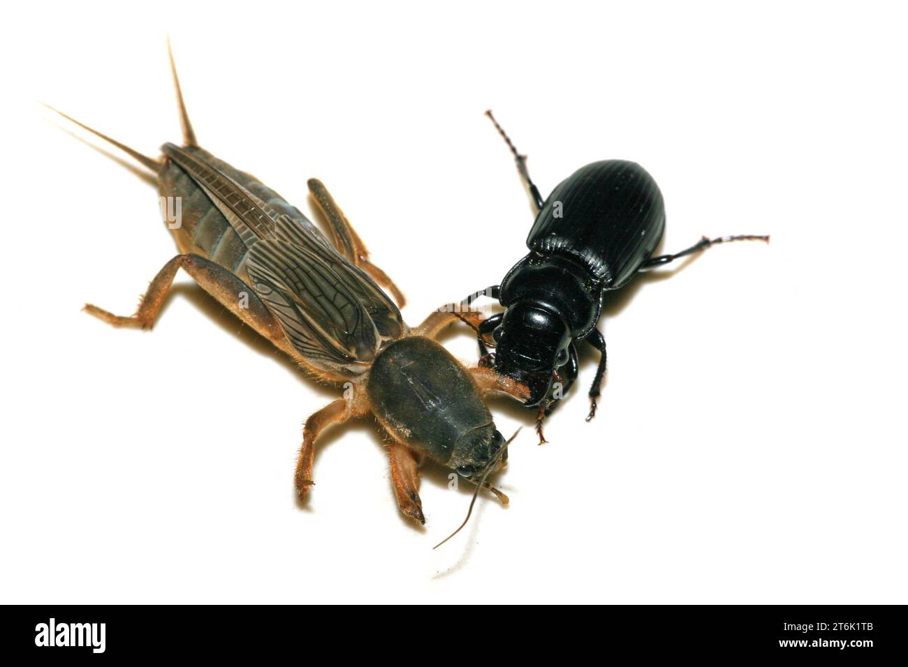 two kinds of insects are fighting Stock Photo - Alamy