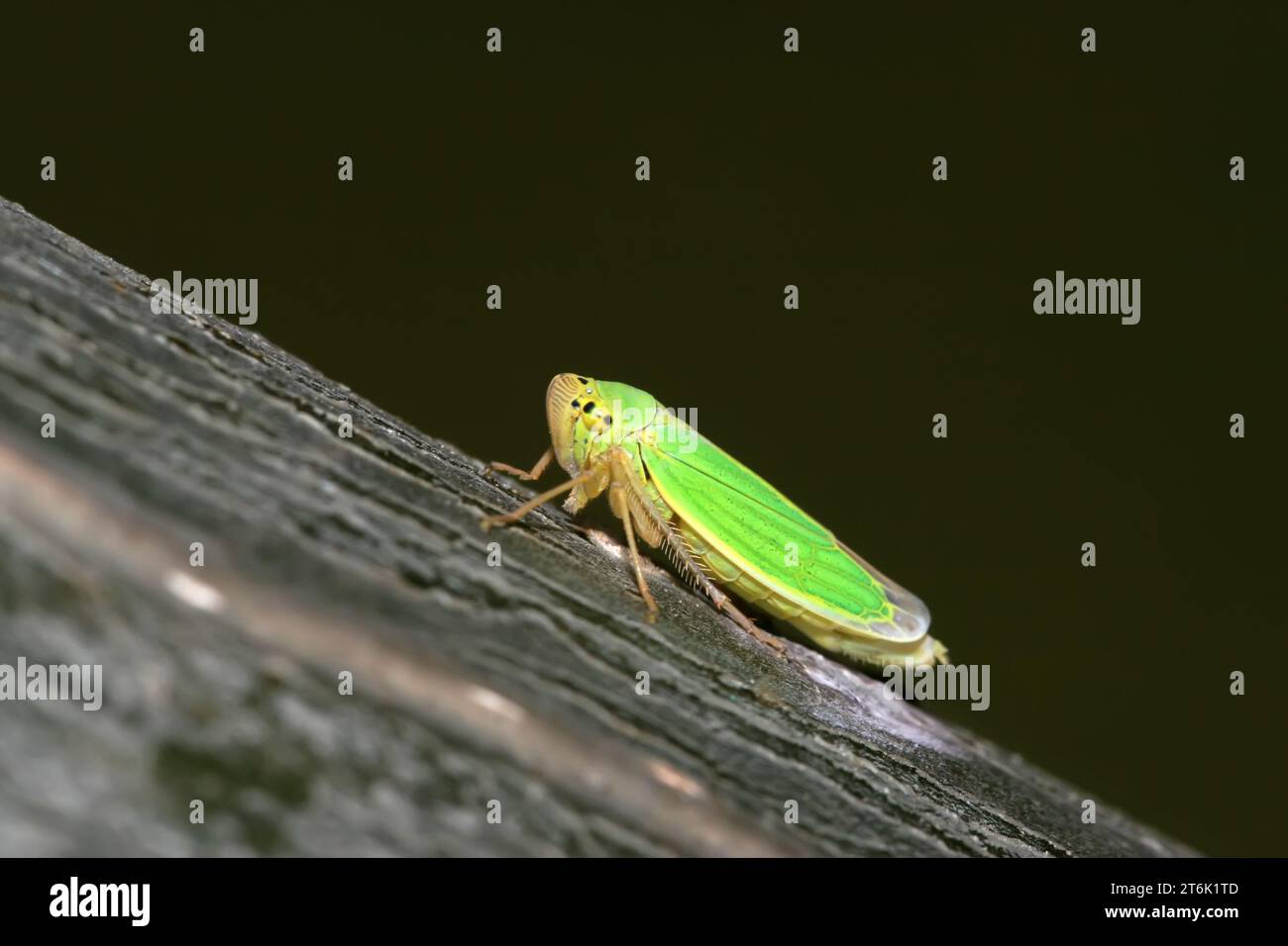 Homoptera hi-res stock photography and images - Alamy
