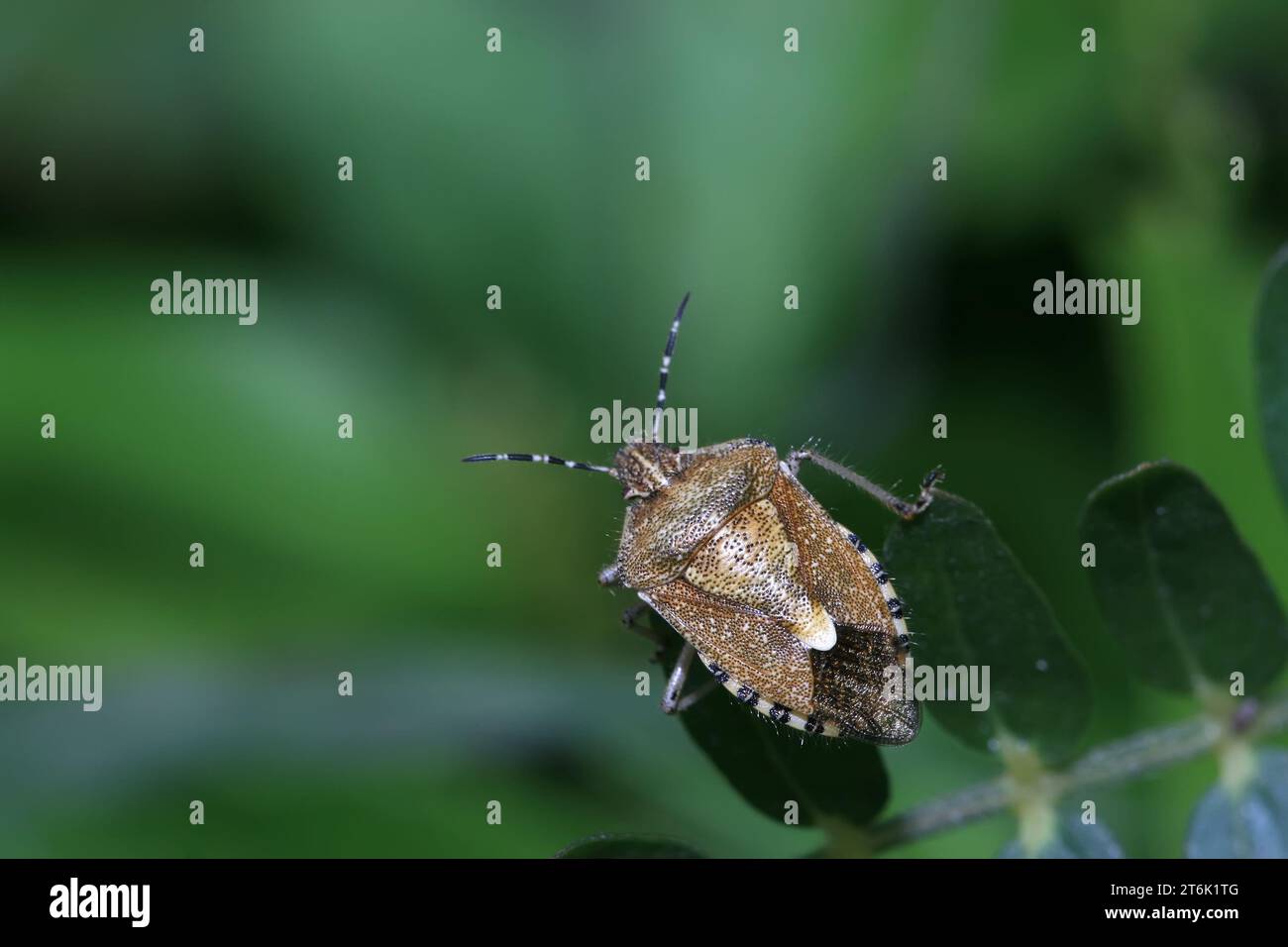 Fart insects hi-res stock photography and images - Alamy