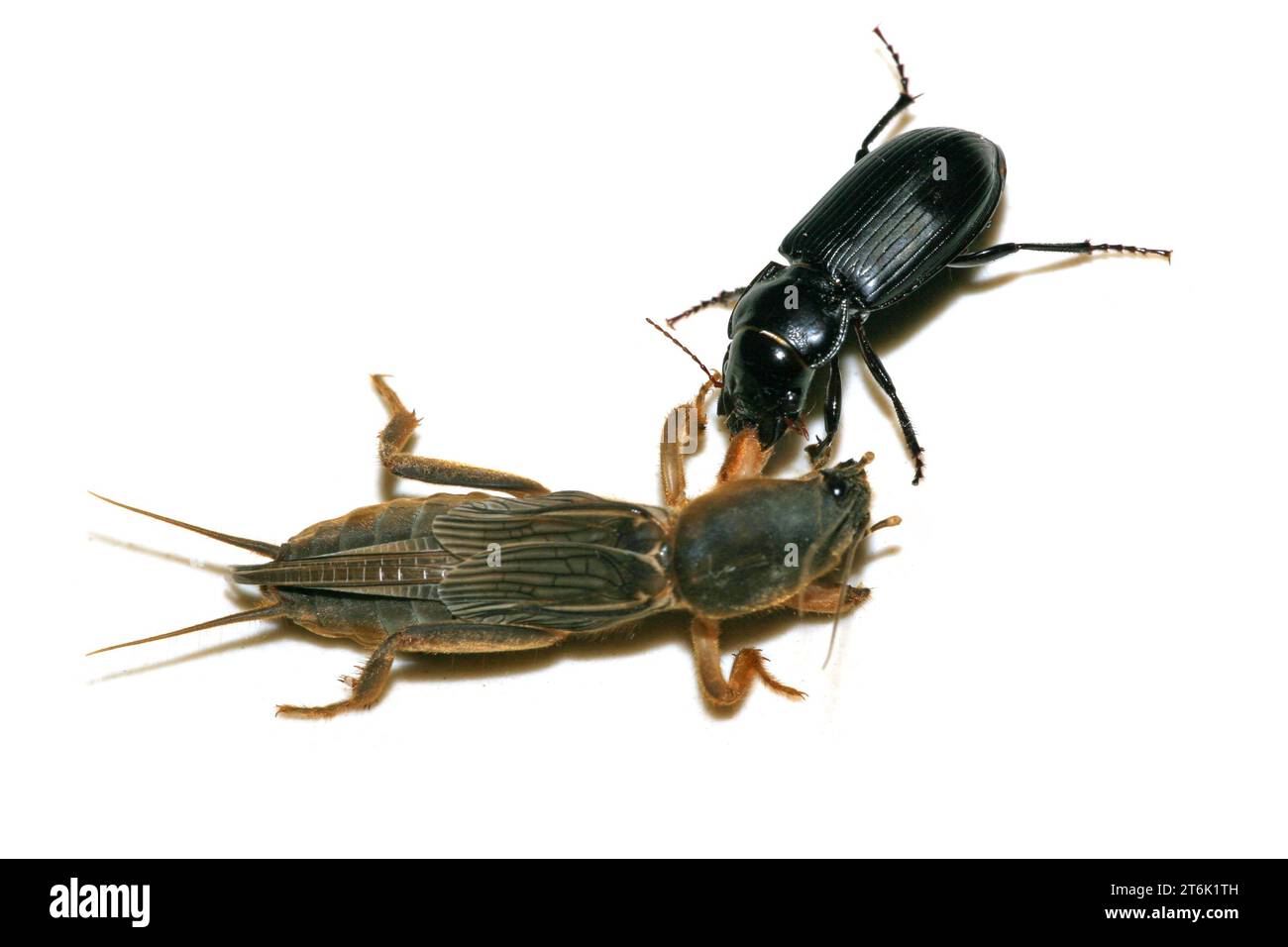 two kinds of insects are fighting Stock Photo - Alamy