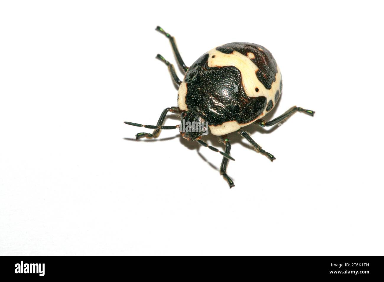 a kind of insects named stinkbug Stock Photo - Alamy