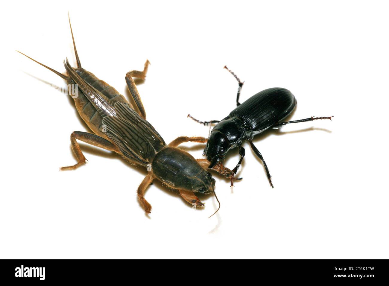 two kinds of insects are fighting Stock Photo - Alamy