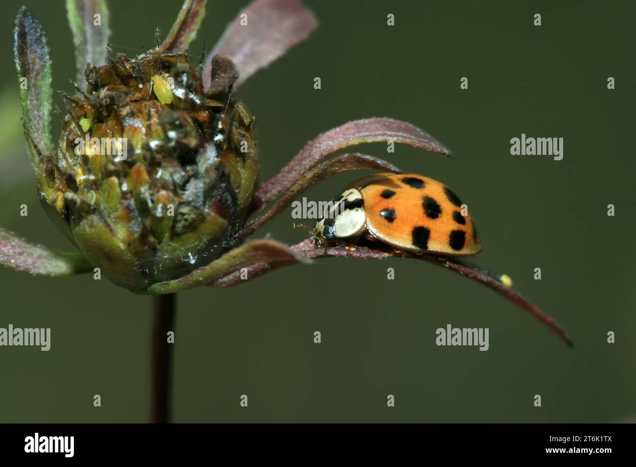 a kind of insects named ladybug Stock Photo - Alamy