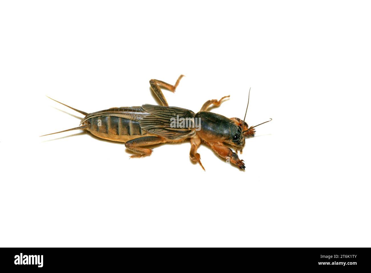 two kinds of insects are fighting Stock Photo - Alamy