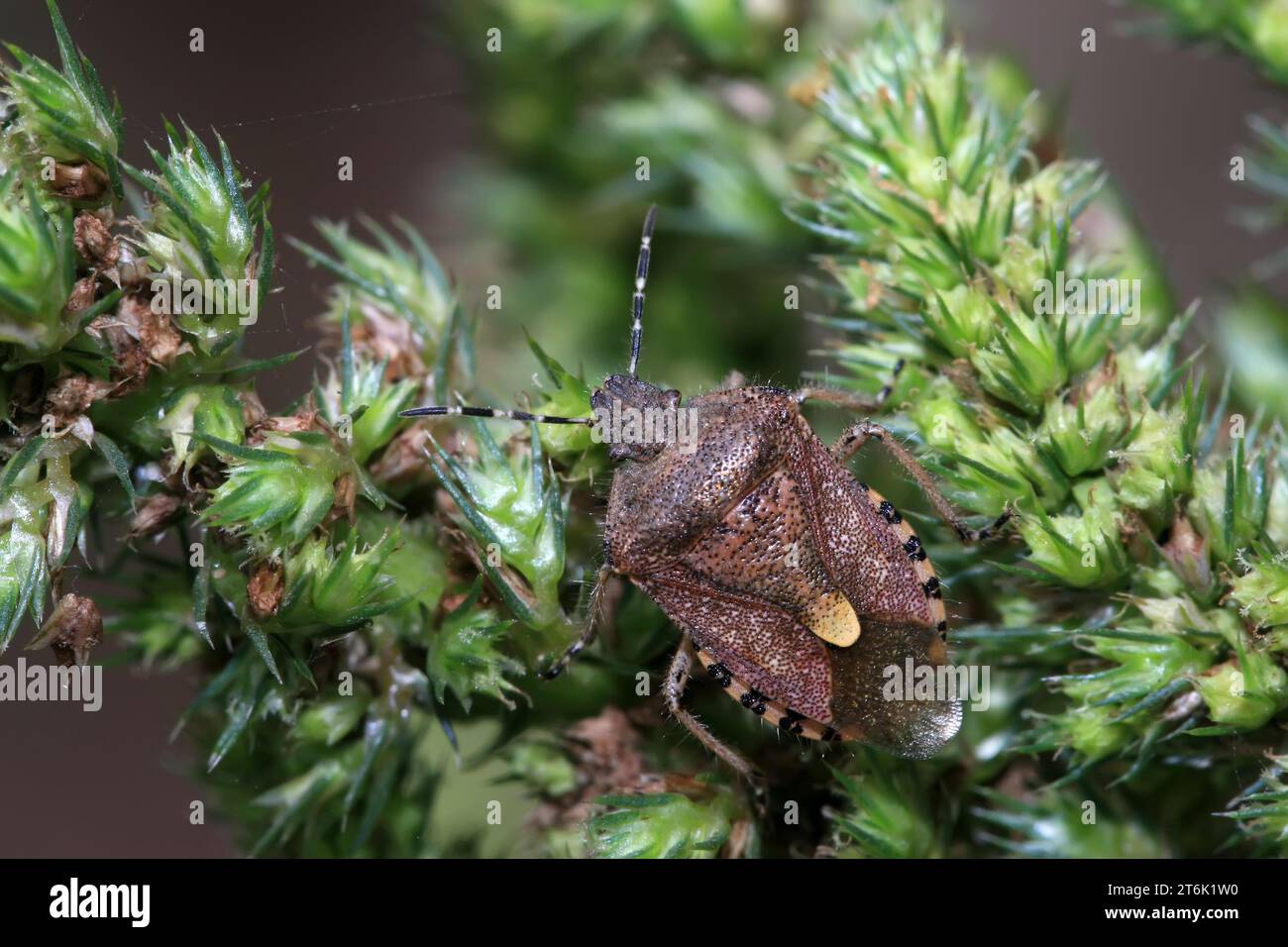 a kind of insects stinkbug Stock Photo - Alamy