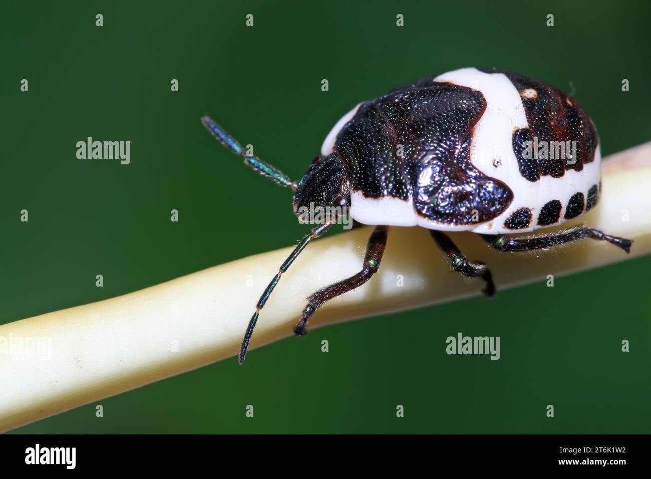 a kind of insects stinkbug Stock Photo - Alamy