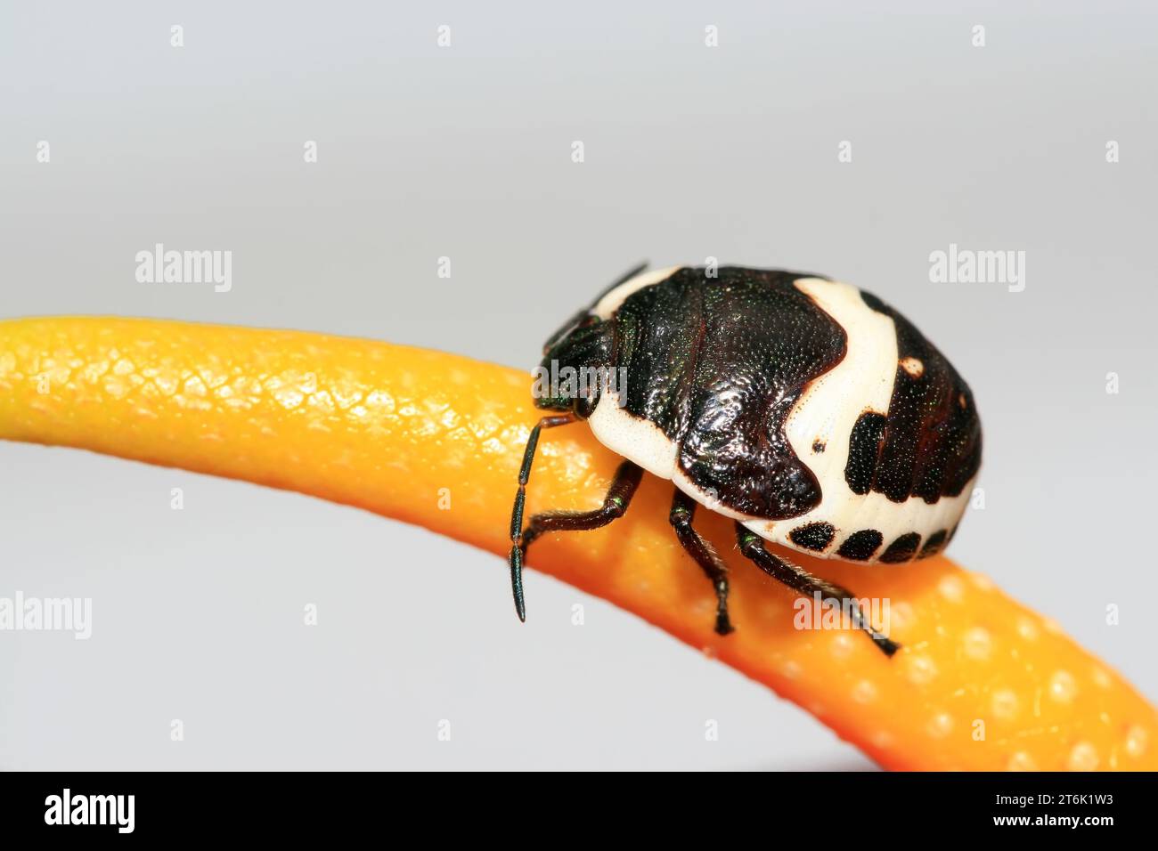 a kind of insects stinkbug Stock Photo - Alamy