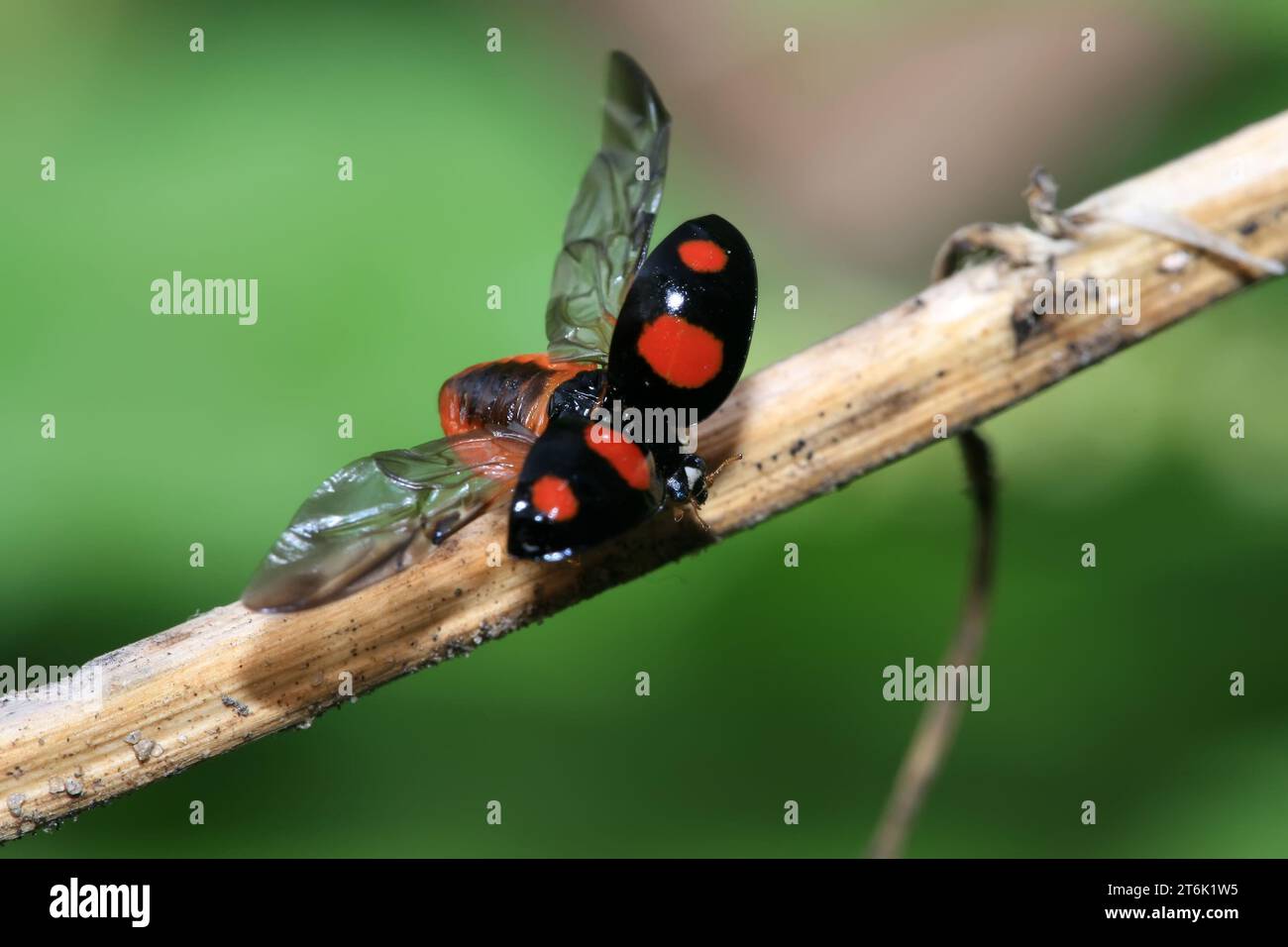 a kind of insects named ladybug Stock Photo - Alamy