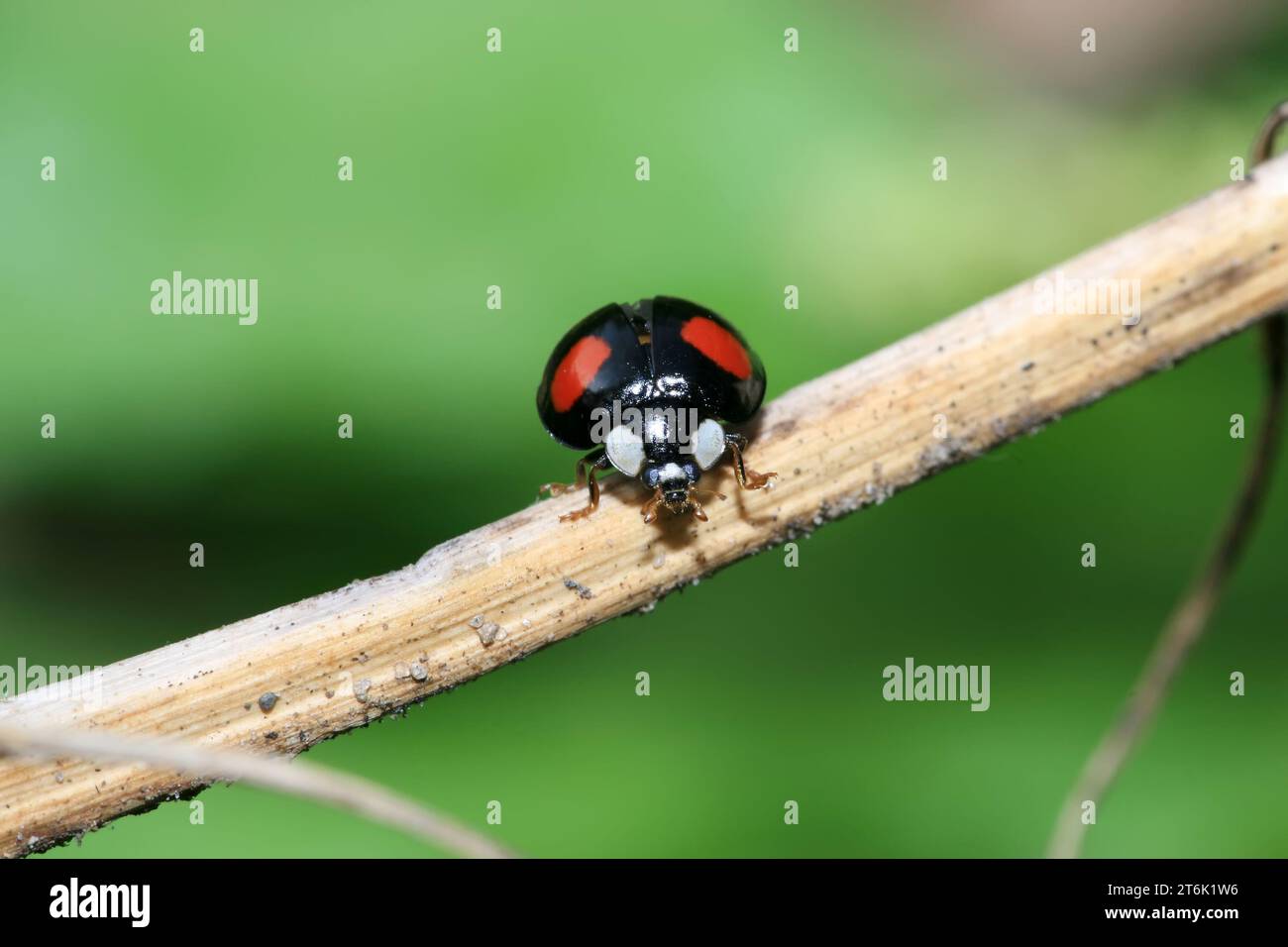 a kind of insects named ladybug Stock Photo - Alamy