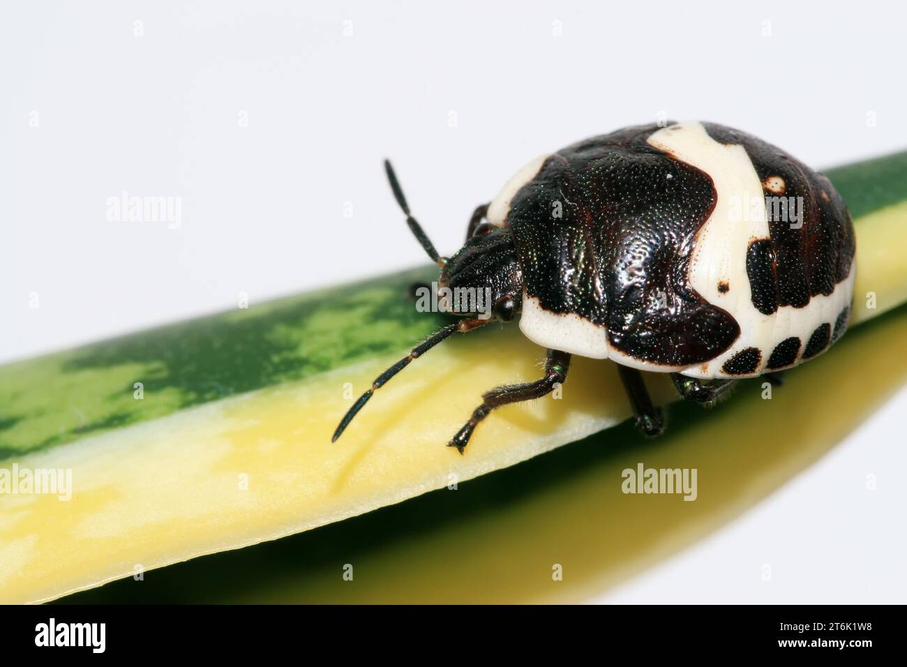 a kind of insects stinkbug Stock Photo - Alamy