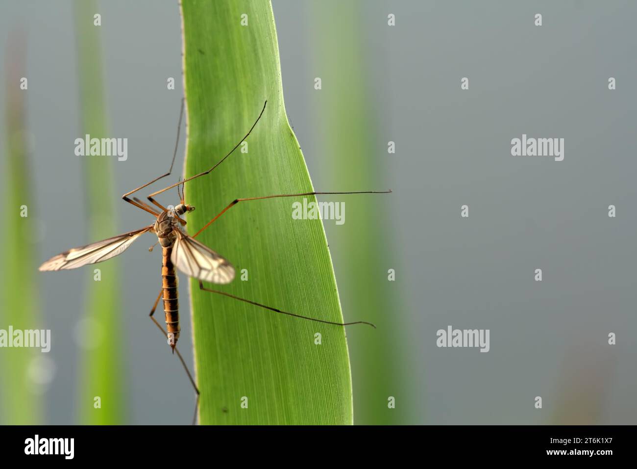 insects diptera agriculture pests bug Stock Photo - Alamy