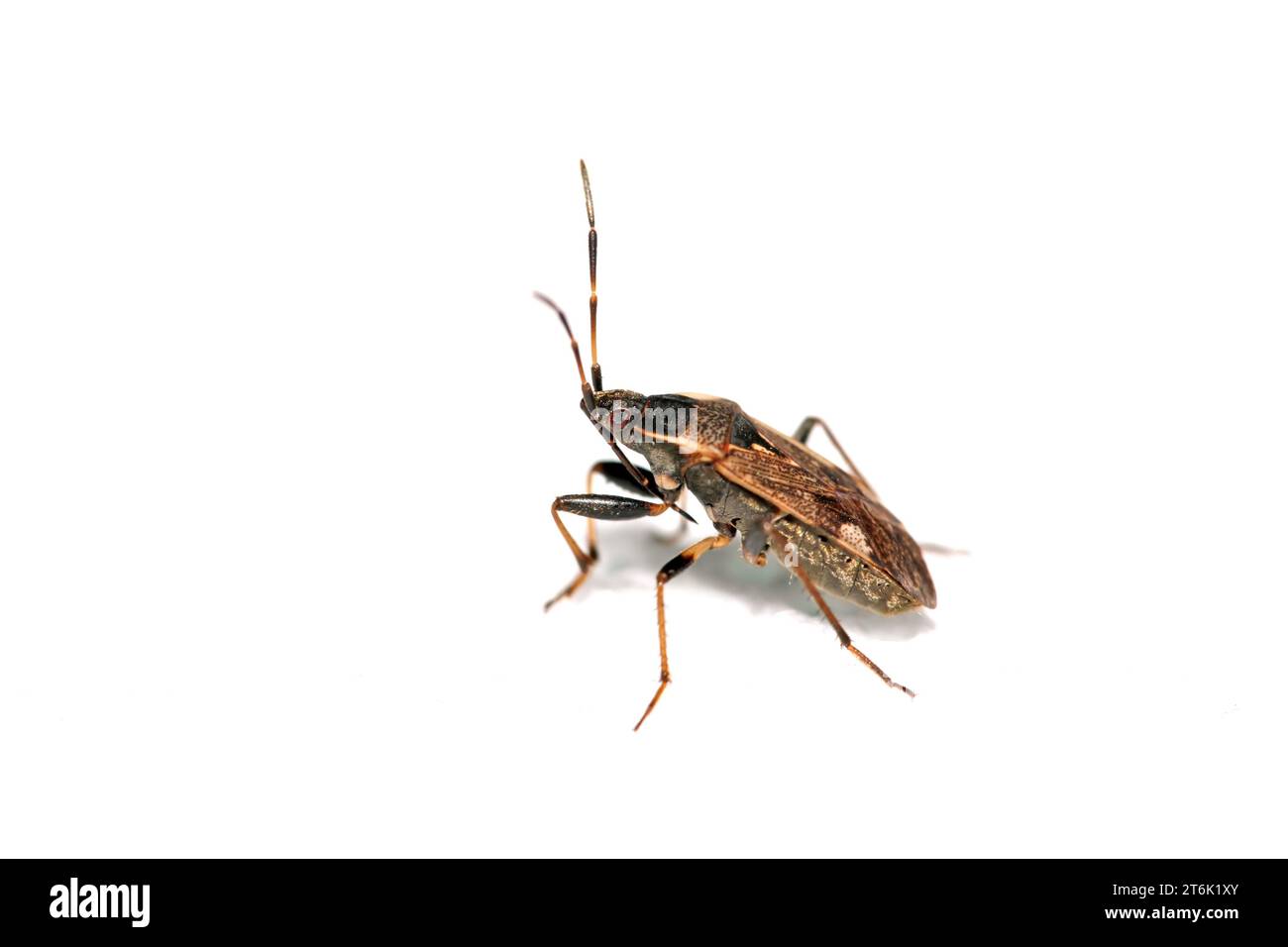 a kind of insects named stinkbug Stock Photo - Alamy