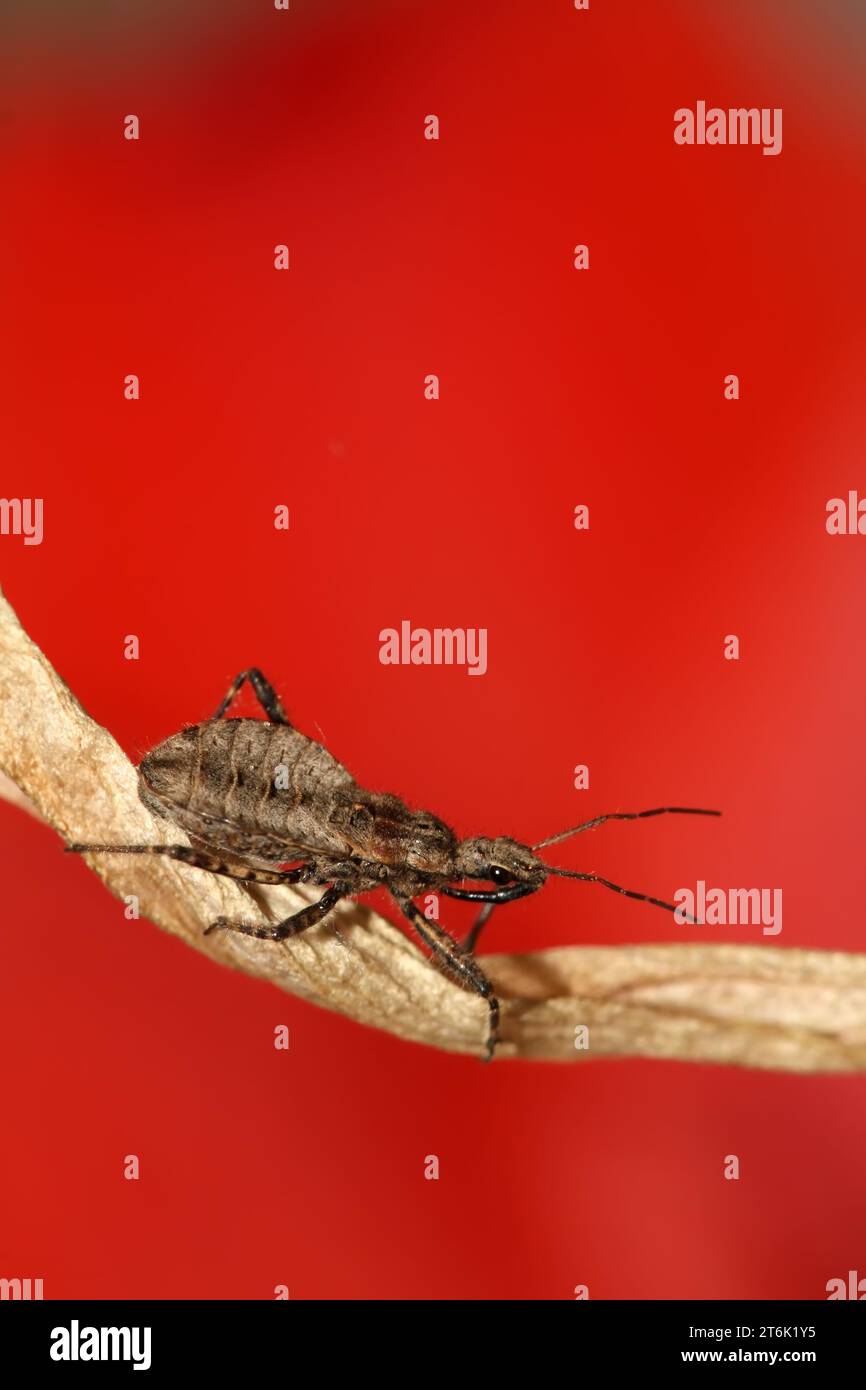 a kind of insects named stinkbug Stock Photo - Alamy