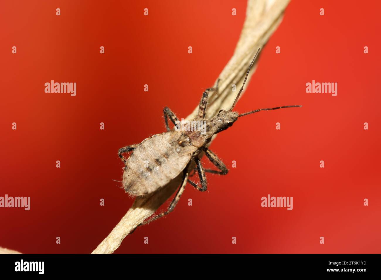 a kind of insects named stinkbug Stock Photo - Alamy