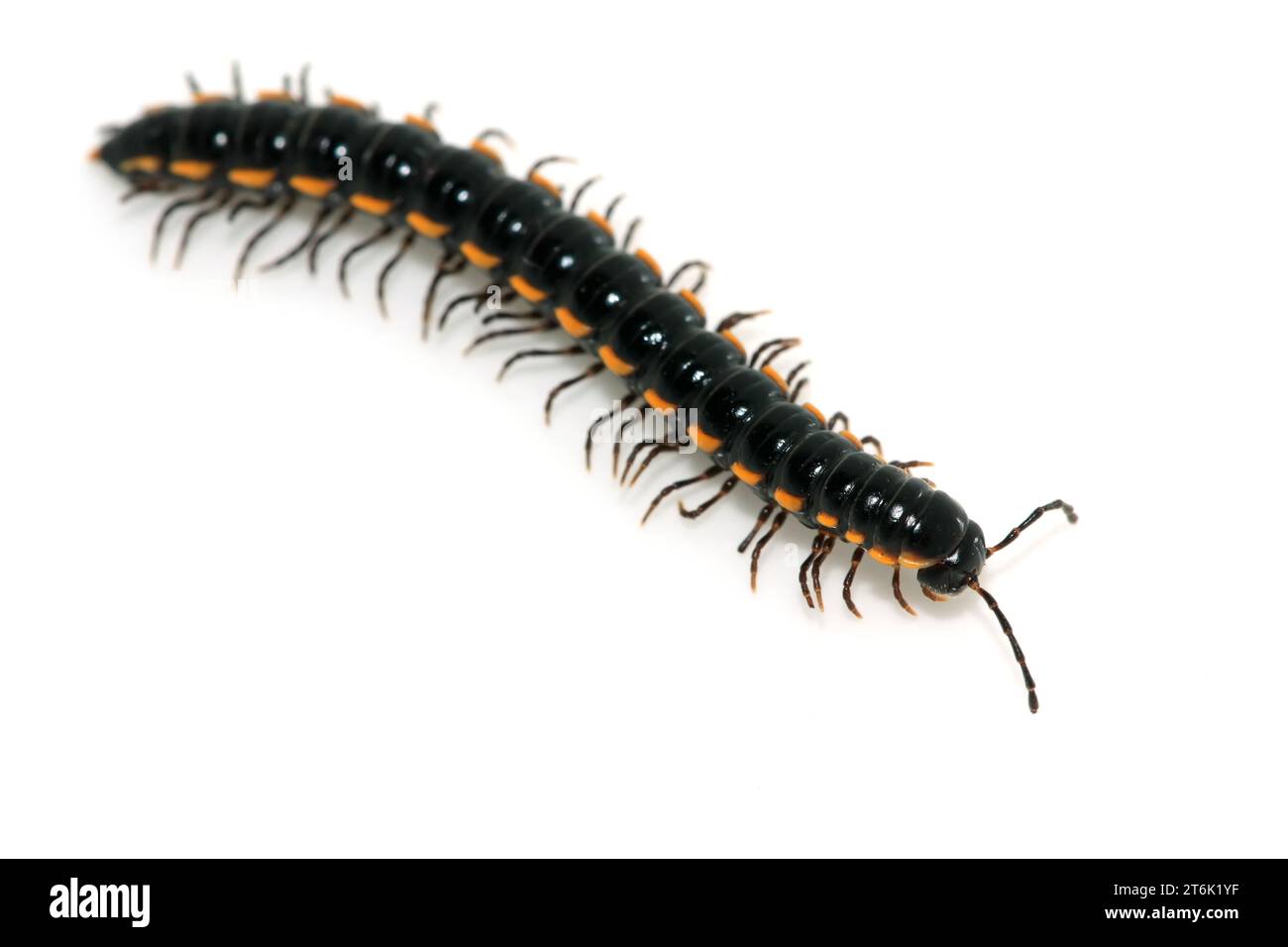 Multi legged insects hi-res stock photography and images - Alamy