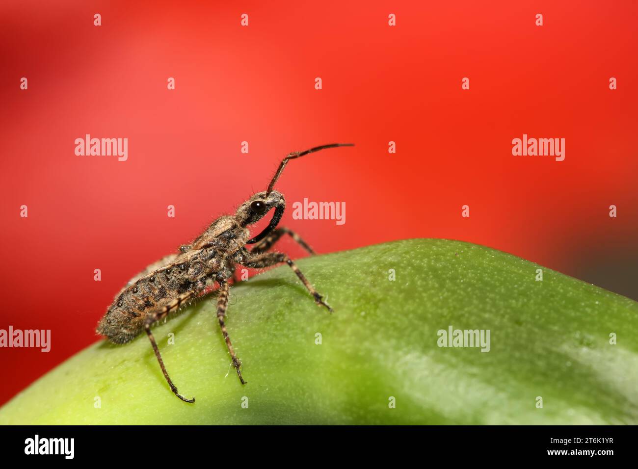 a kind of insects named stinkbug Stock Photo - Alamy