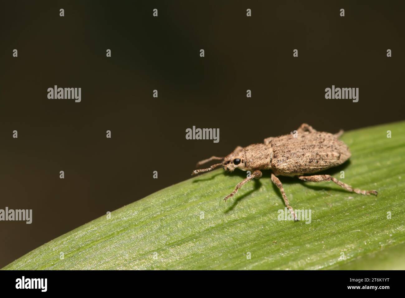 a kind of insect has a long nose Stock Photo - Alamy