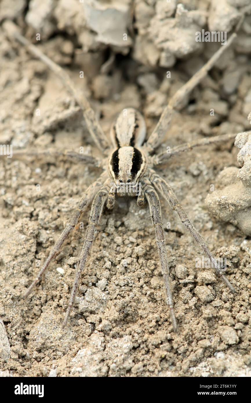 a spider on the ground in the wild Stock Photo - Alamy