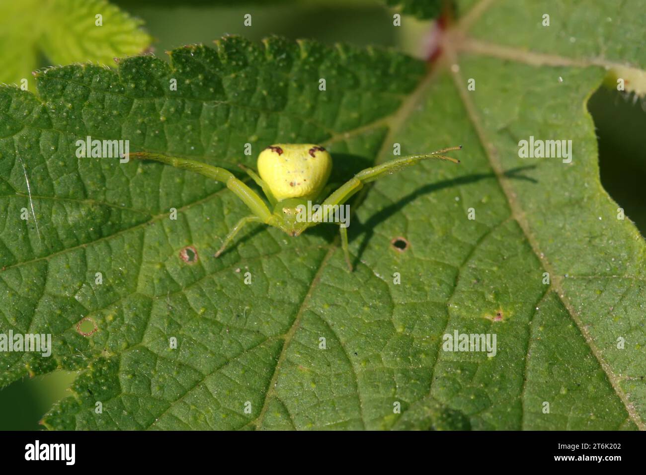a kind of insects named crab spider Stock Photo - Alamy