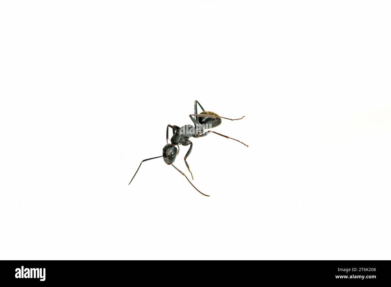 Ants detail Cut Out Stock Images & Pictures - Alamy
