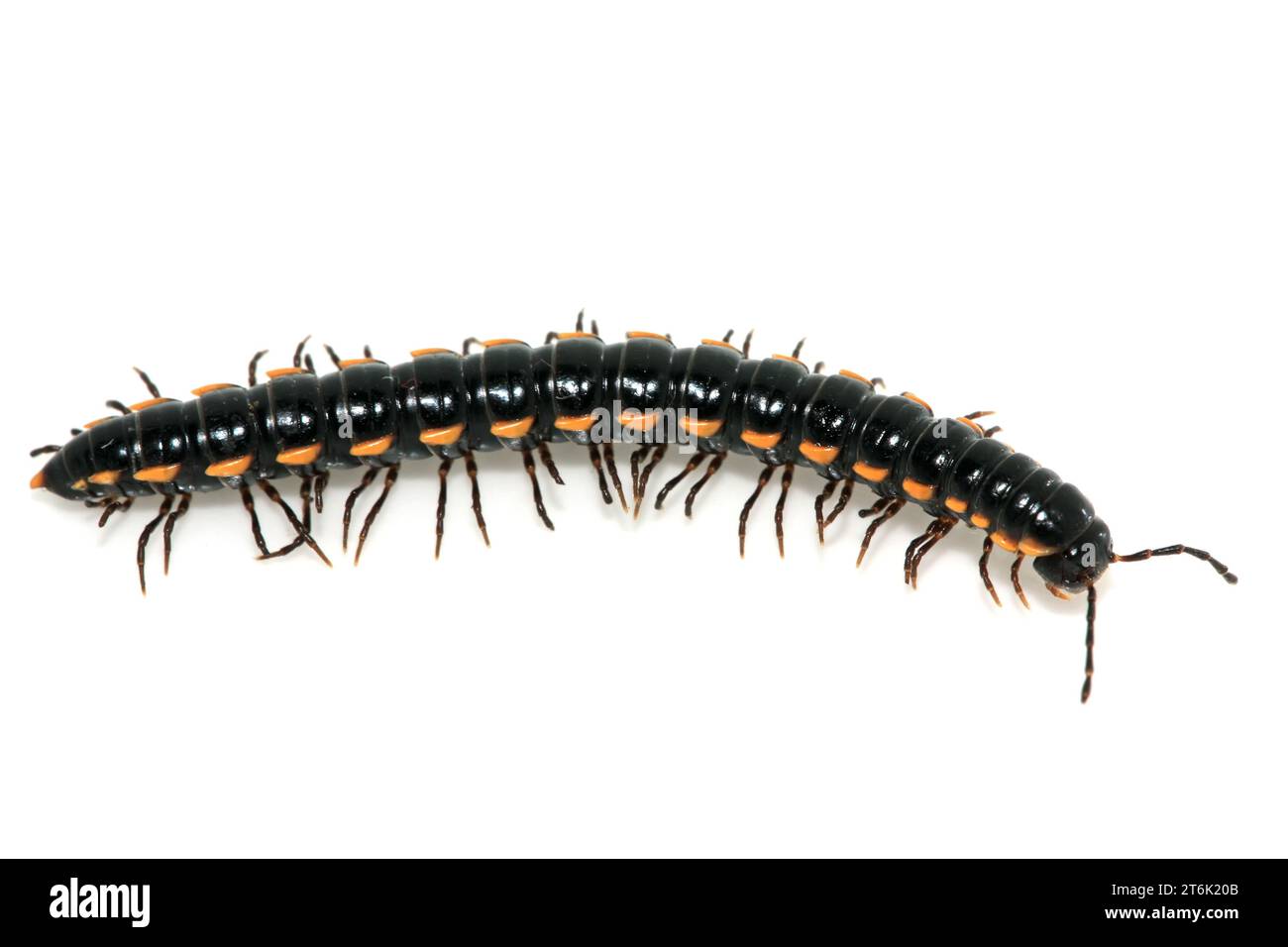 Multi legged insects hi-res stock photography and images - Alamy