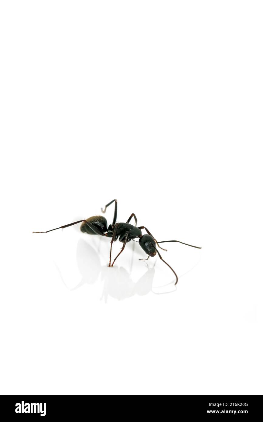 Ants summer Cut Out Stock Images & Pictures - Alamy