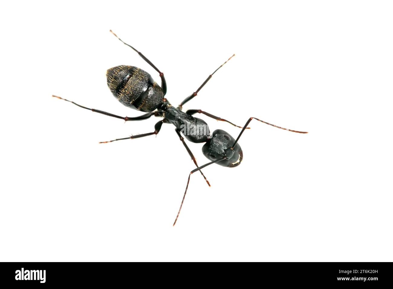 closeup of ants on a white background Stock Photo - Alamy